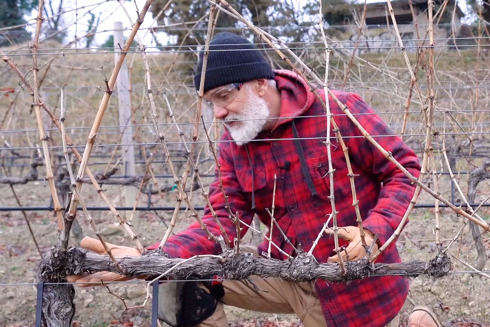 Traditional approach to spur pruning and its consequences - Simonit & Sirch Academy Usa