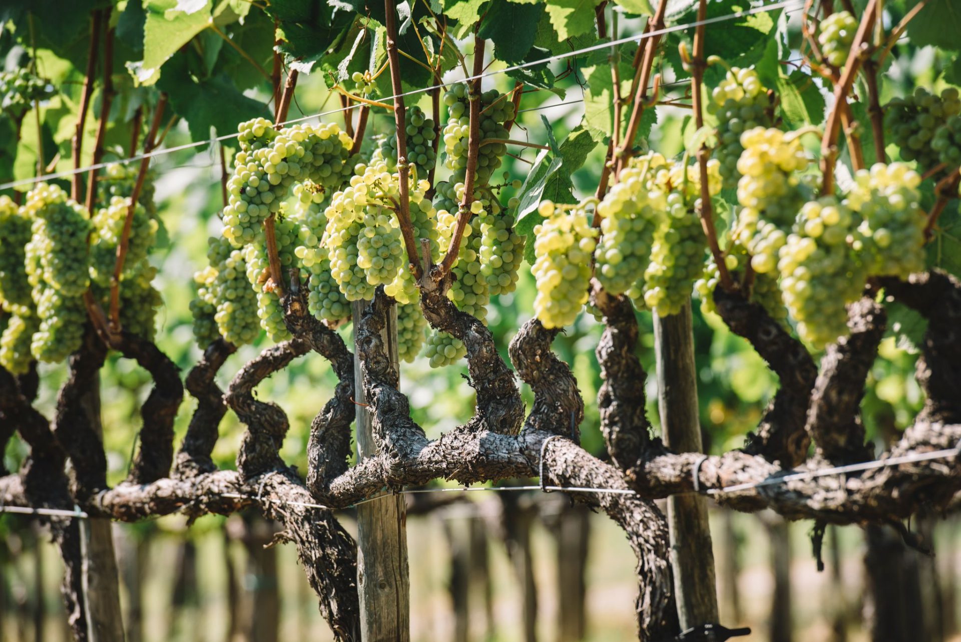 Spurred Cordon Vine Pruner Course - Simonit & Sirch Academy Usa