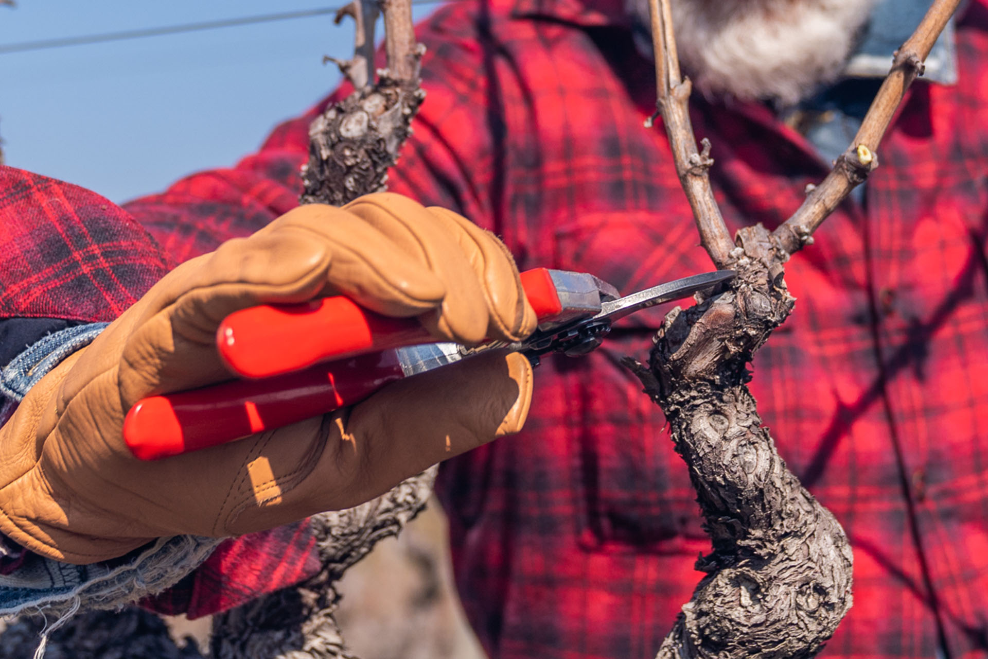 Spurred Cordon Vine Pruner Advanced - Simonit & Sirch Academy Usa