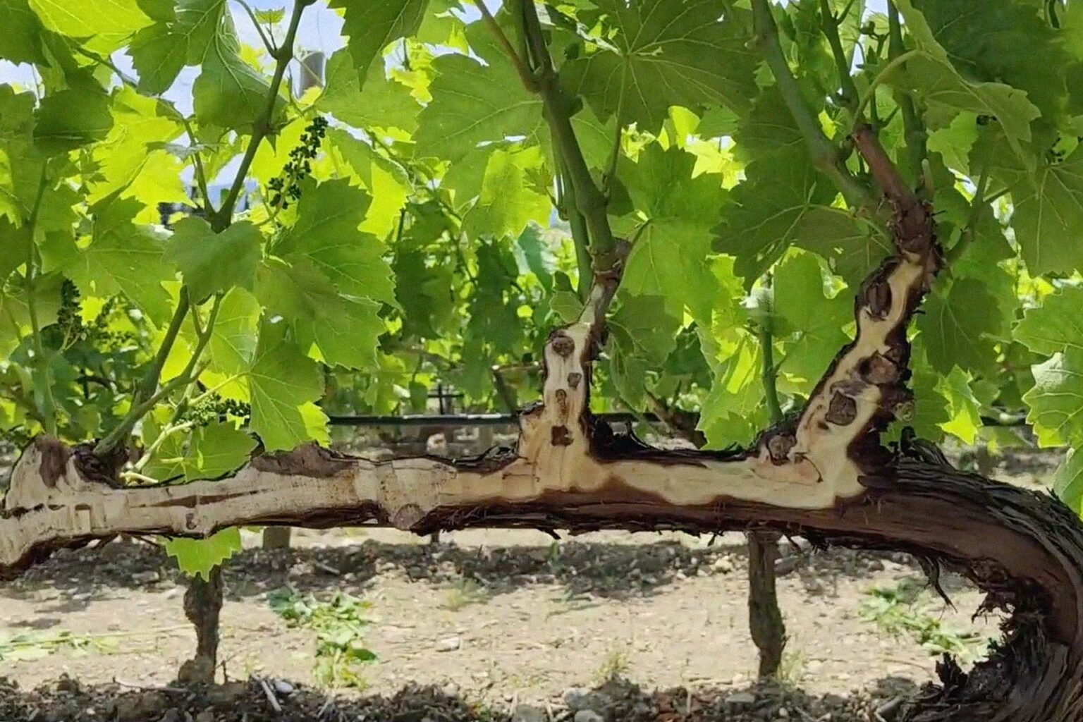 Spurred cordon pruned with the SIMONIT&SIRCH Method Vs traditional ...