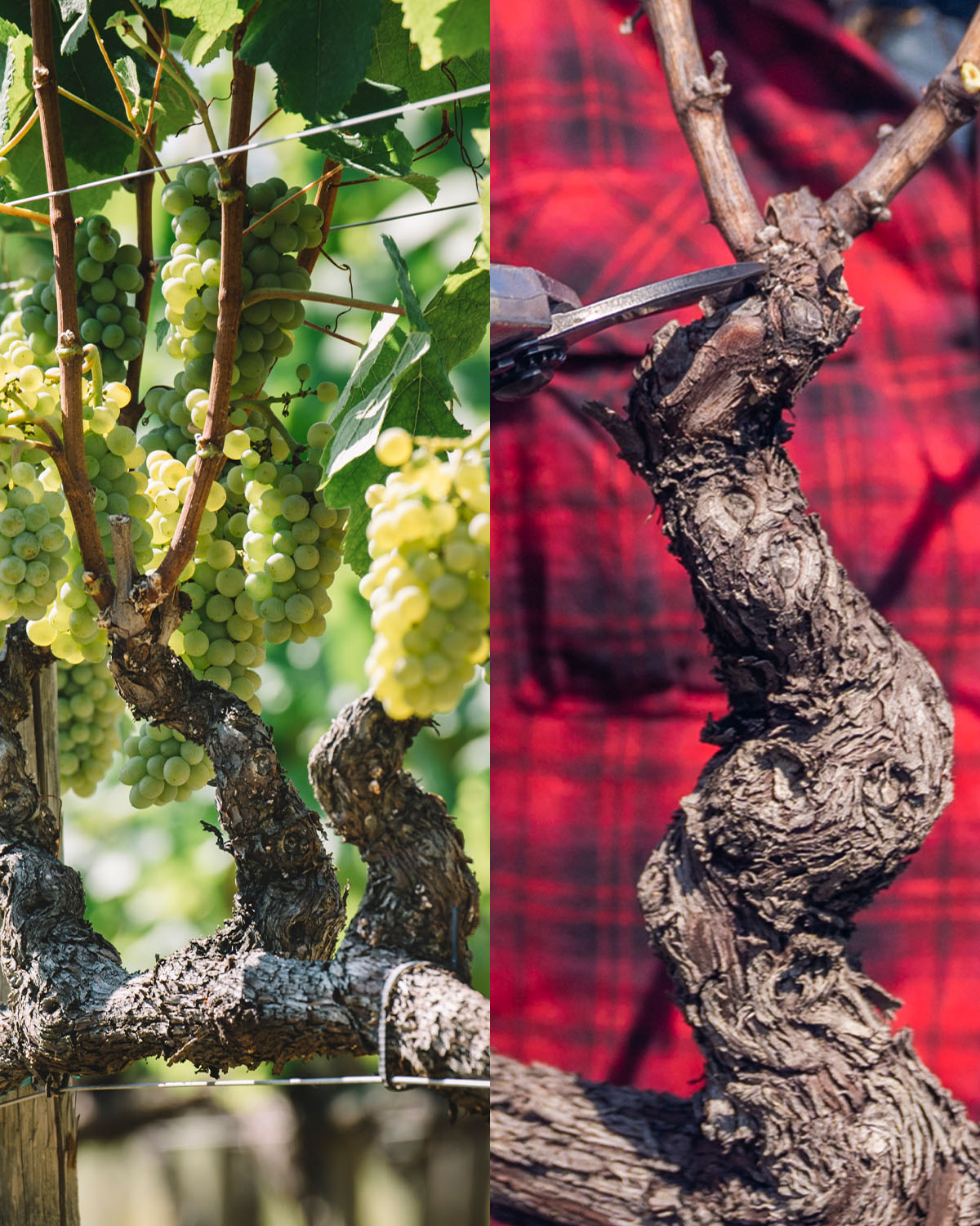 PACKAGE SPURRED CORDON