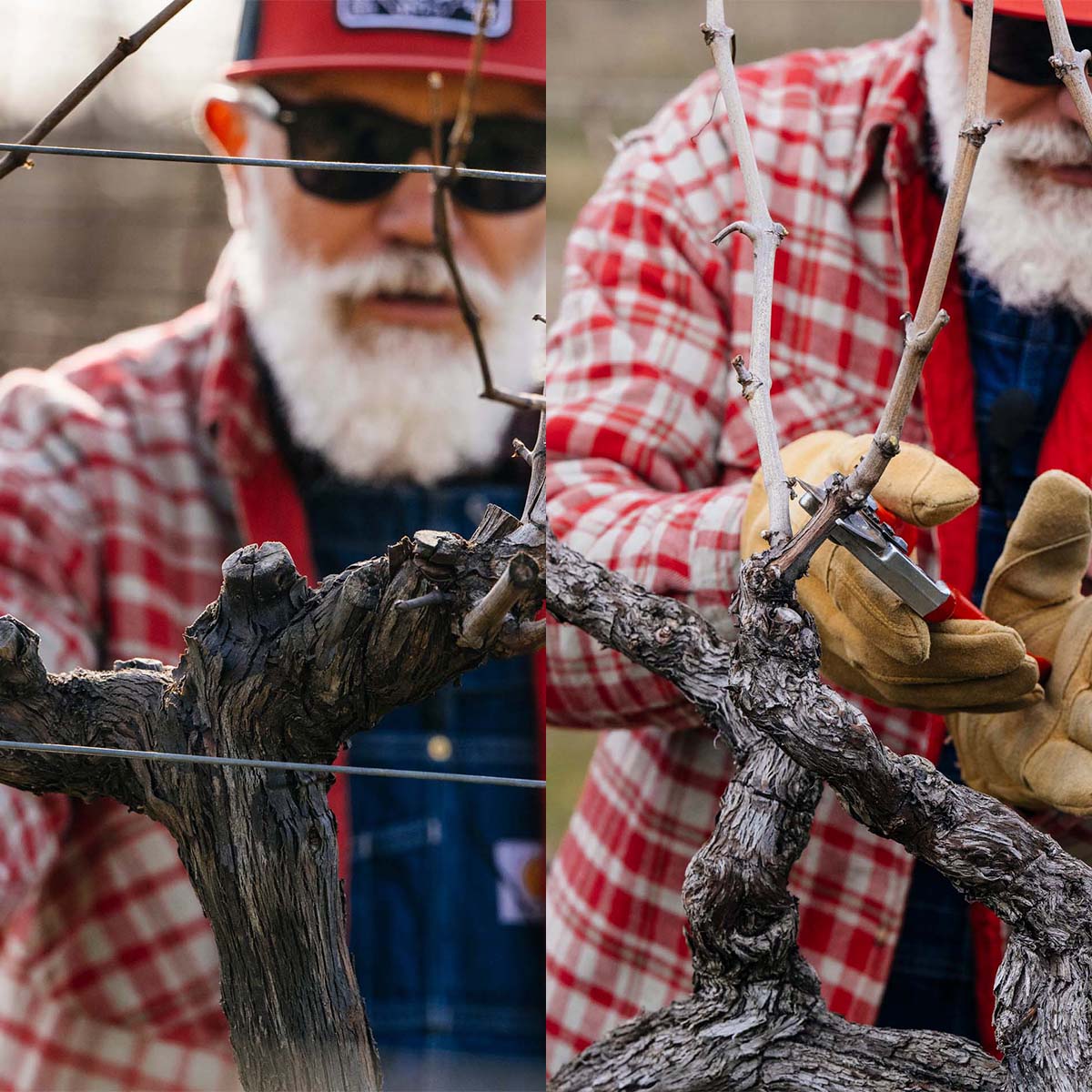 Guyot + Spurred Cordon pruning 2024 - Simonit & Sirch Academy Usa