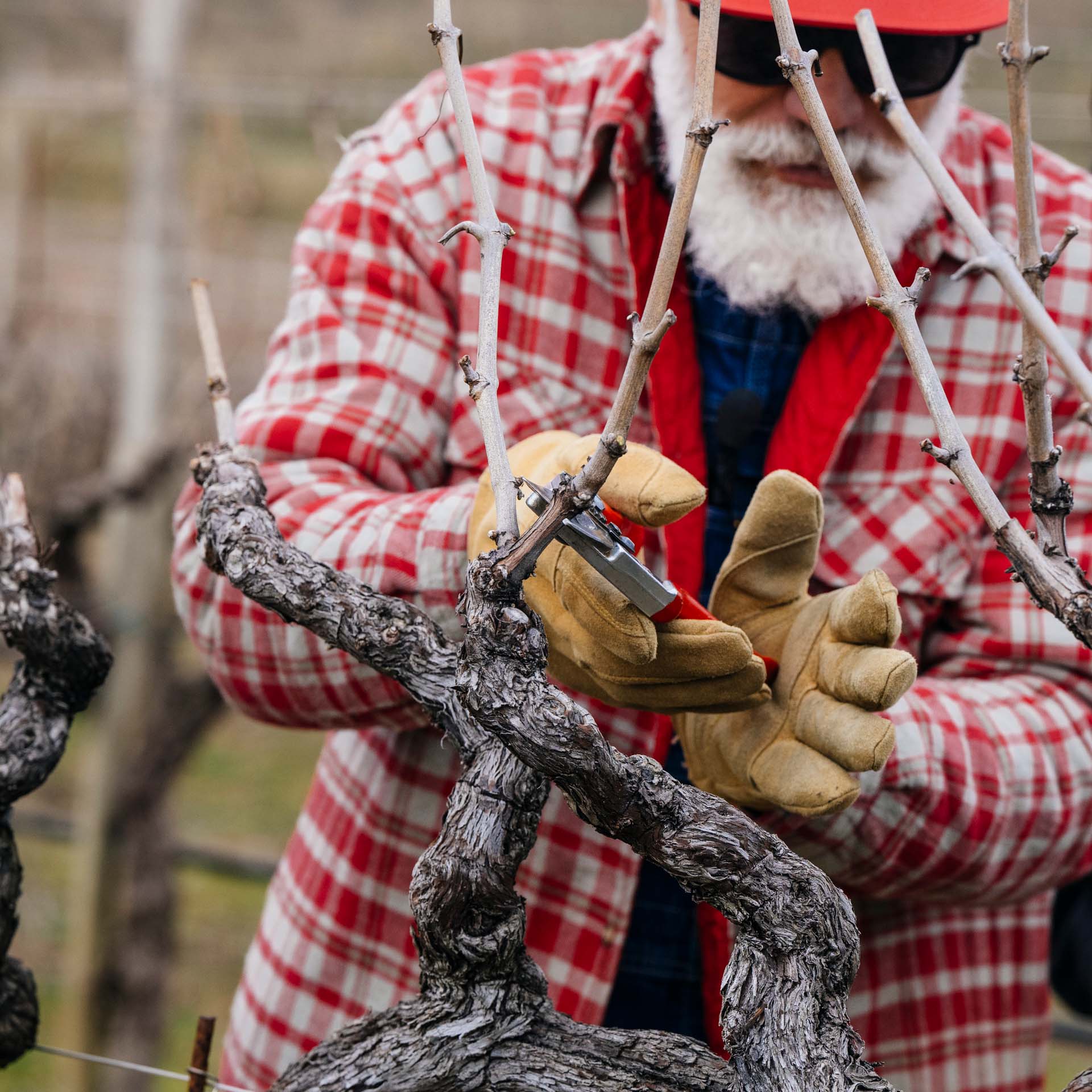 Spurred Cordon pruning 2024 - Simonit & Sirch Academy Usa
