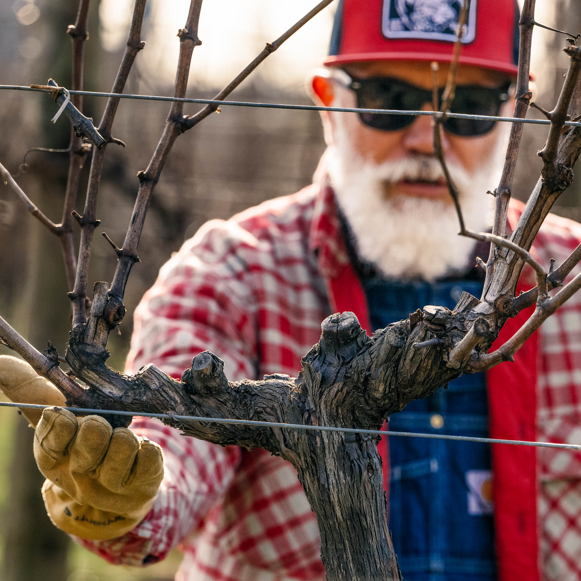 Guyot Vine Pruner Advanced 2 - Simonit & Sirch Academy Usa