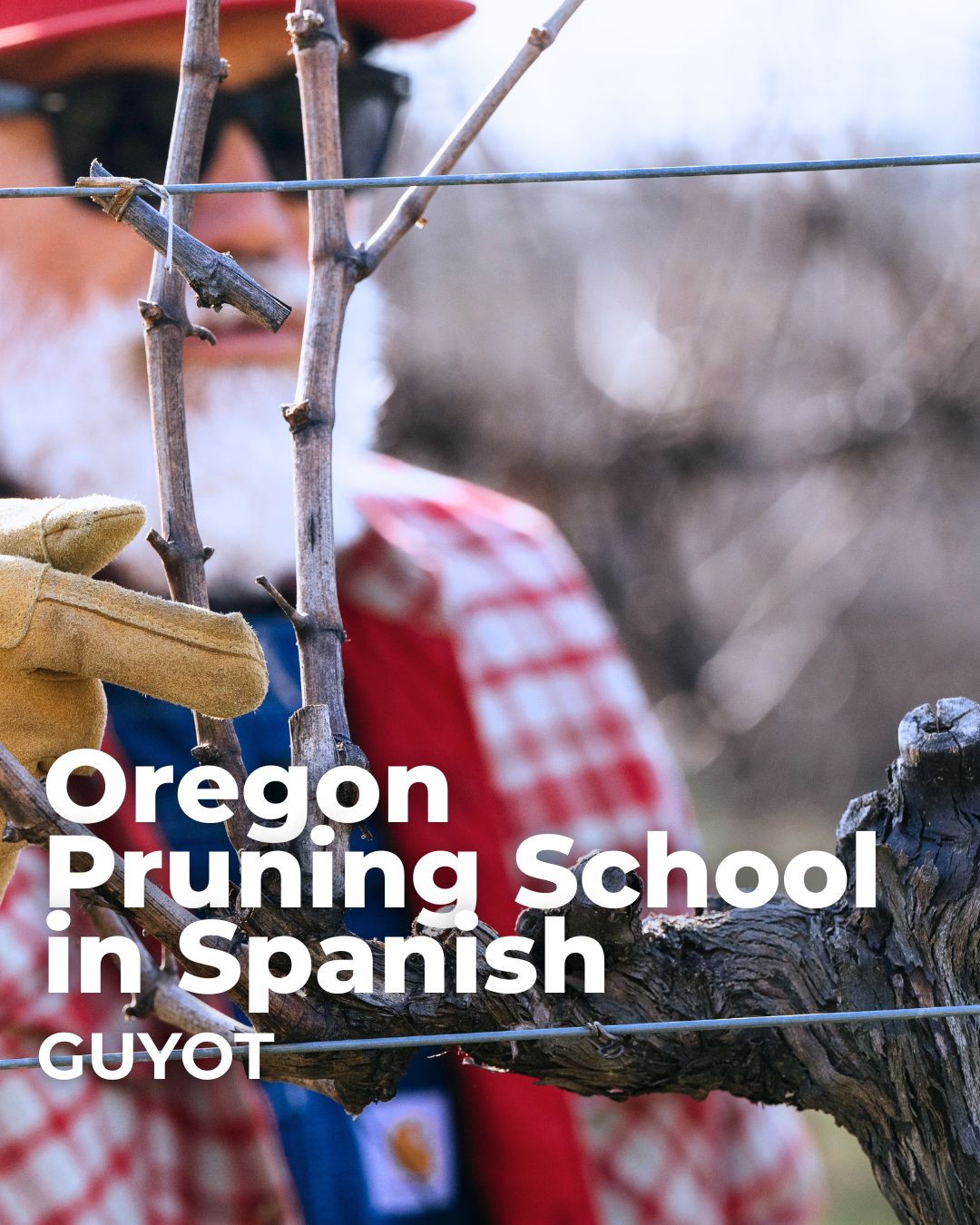 Oregon Pruning School Guyot in Spanish 2026 - Simonit & Sirch Academy Usa